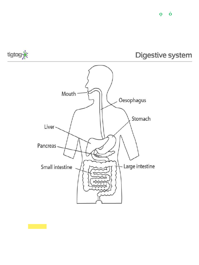 Digestive Check | PDF | Pancreas | Digestion