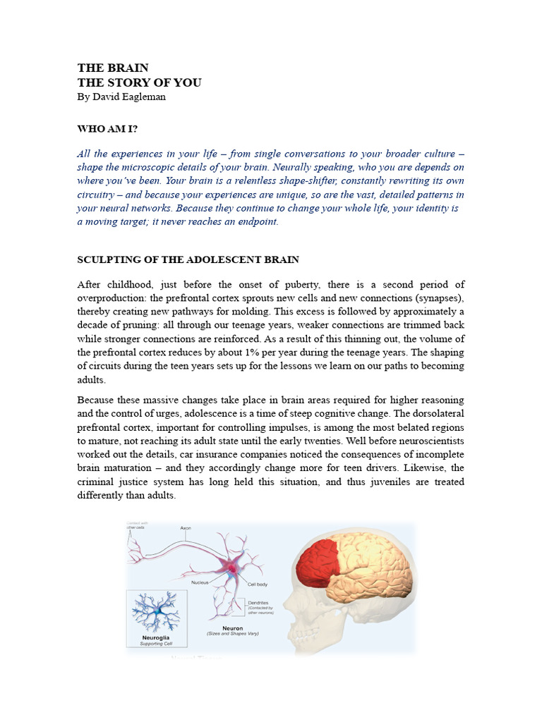 The Brain | PDF | Brain | Electroencephalography