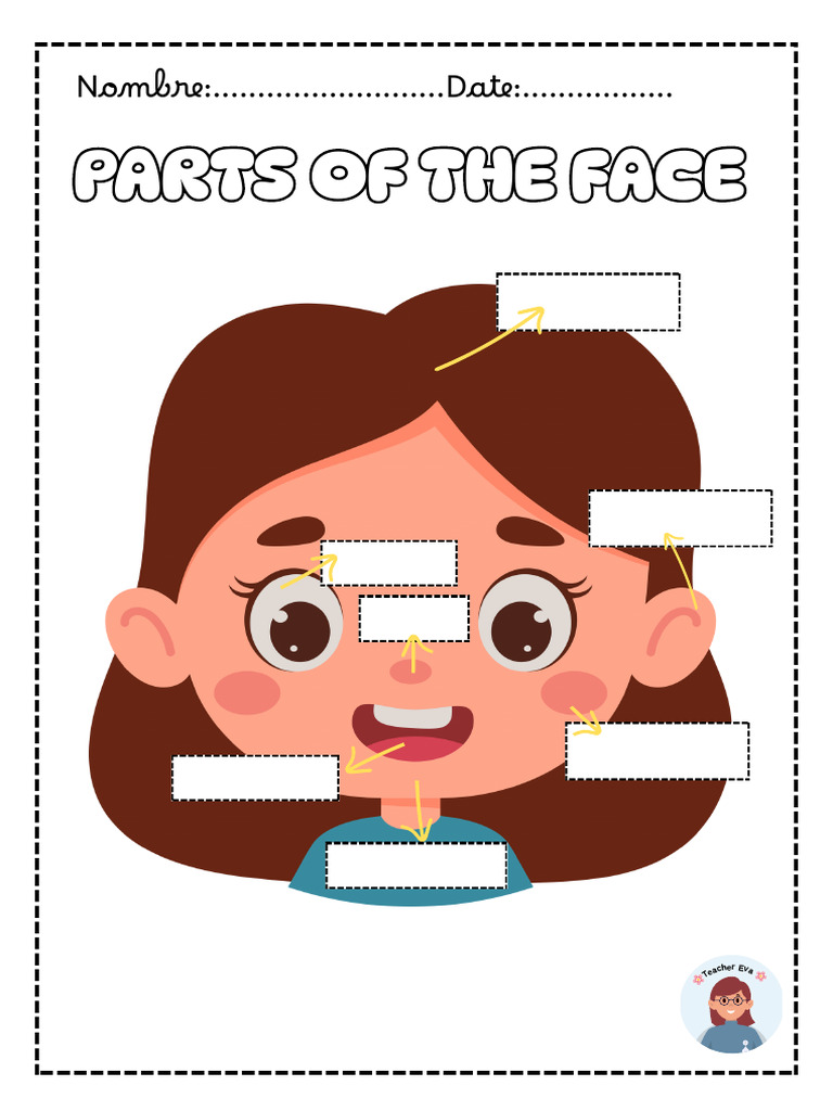 Anatomie des parties du visage | PDF