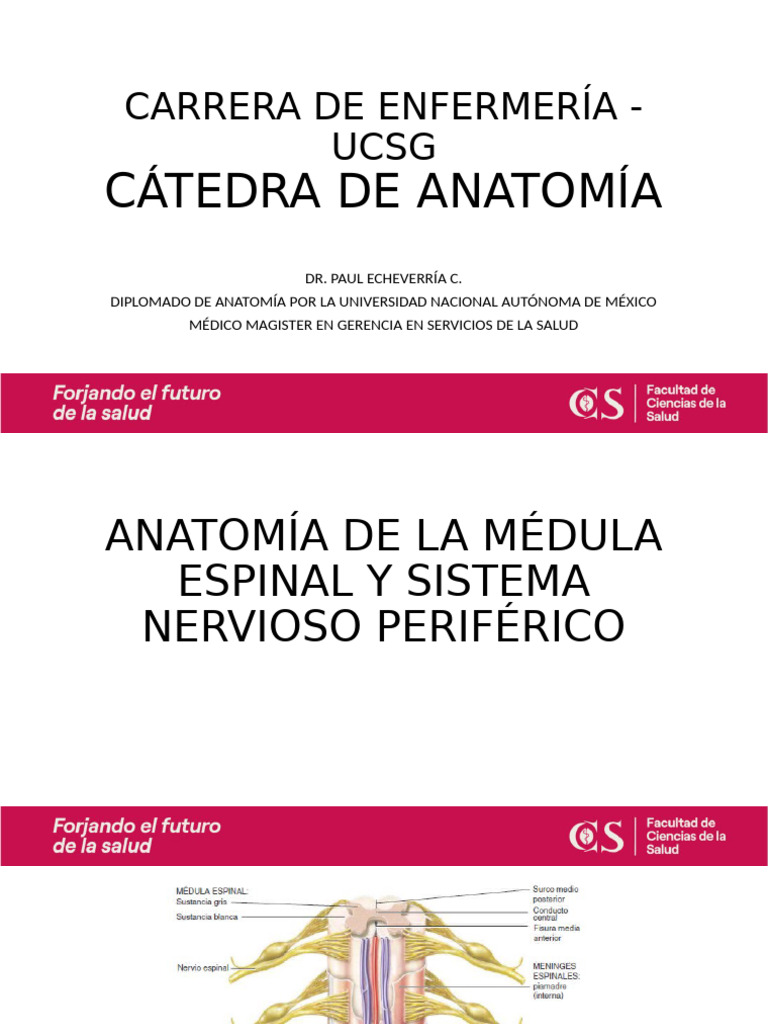 Anatomia de La Medula Espinal y SNP | PDF