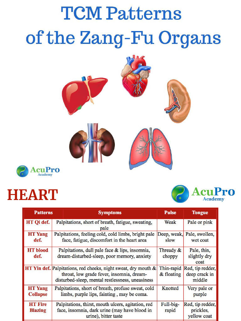361f51c-f017-cf04-7c2-f636a55f1d64_Zang-Fu_Organs | PDF