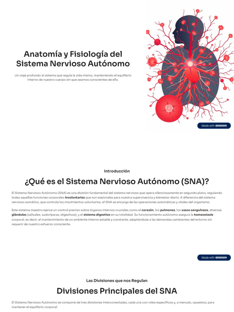 Anatomia-y-Fisiologia-del-Sistema-Nervioso-Autonomo | PDF | Neurona ...
