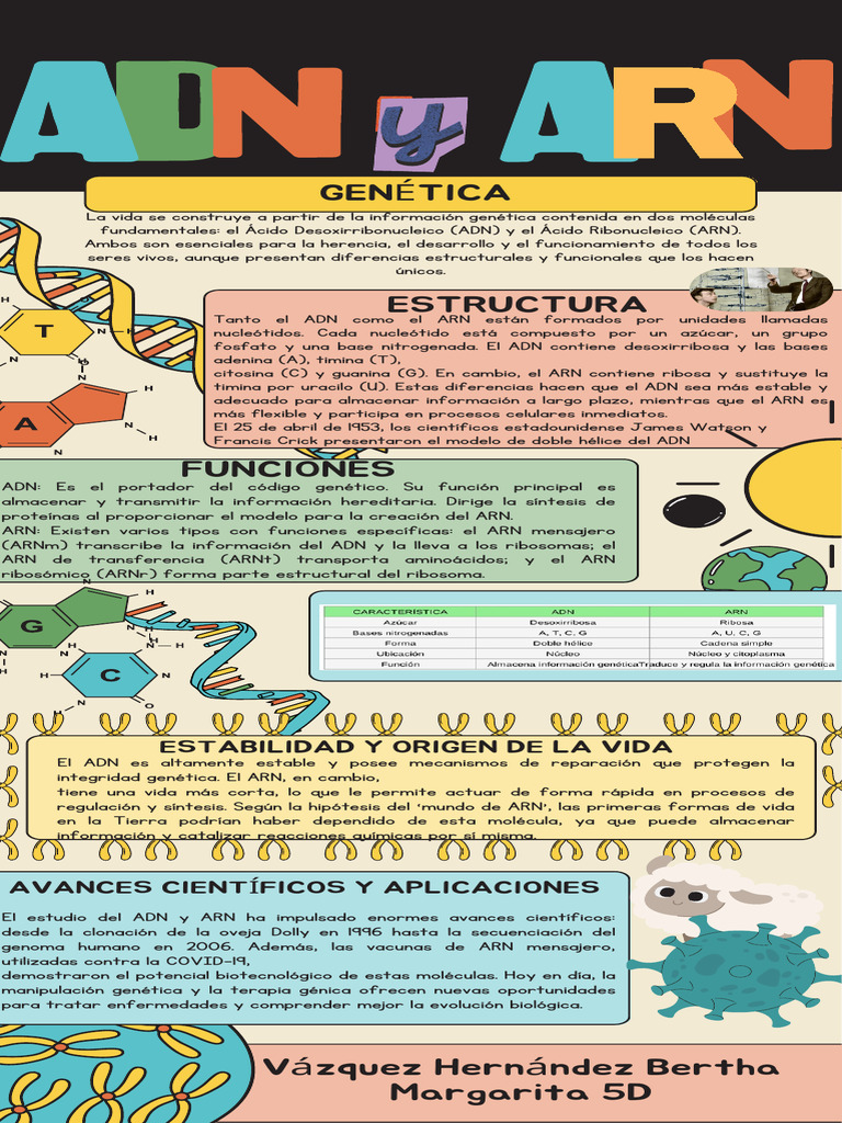 Infografia Adn y Arn Bertha Margarita Vázquez Hernández 5D_20251012 ...