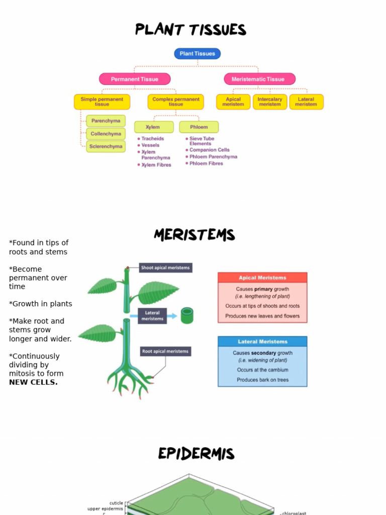 Plant Tissues | PDF | Tissue (Biology) | Root