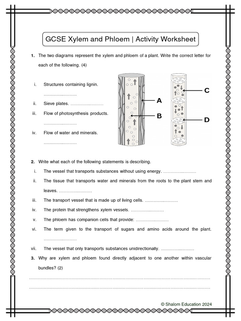 GCSE Xylem and Phloem Worksheet | PDF