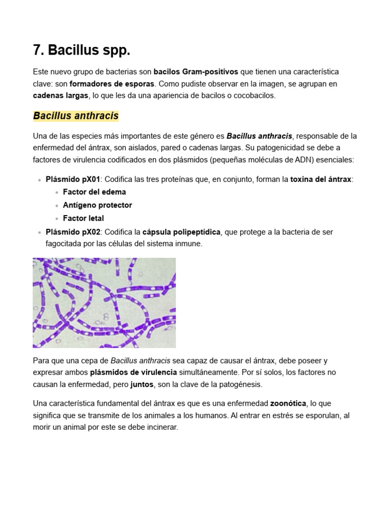 Bacillus spp.: Ántrax y Bacillus cereus | PDF | Ántrax | Microbiología
