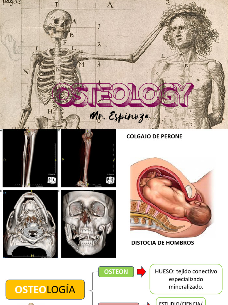 OSTEOLOGÍA_ALUMNOS | PDF | Hueso | Tejido conectivo