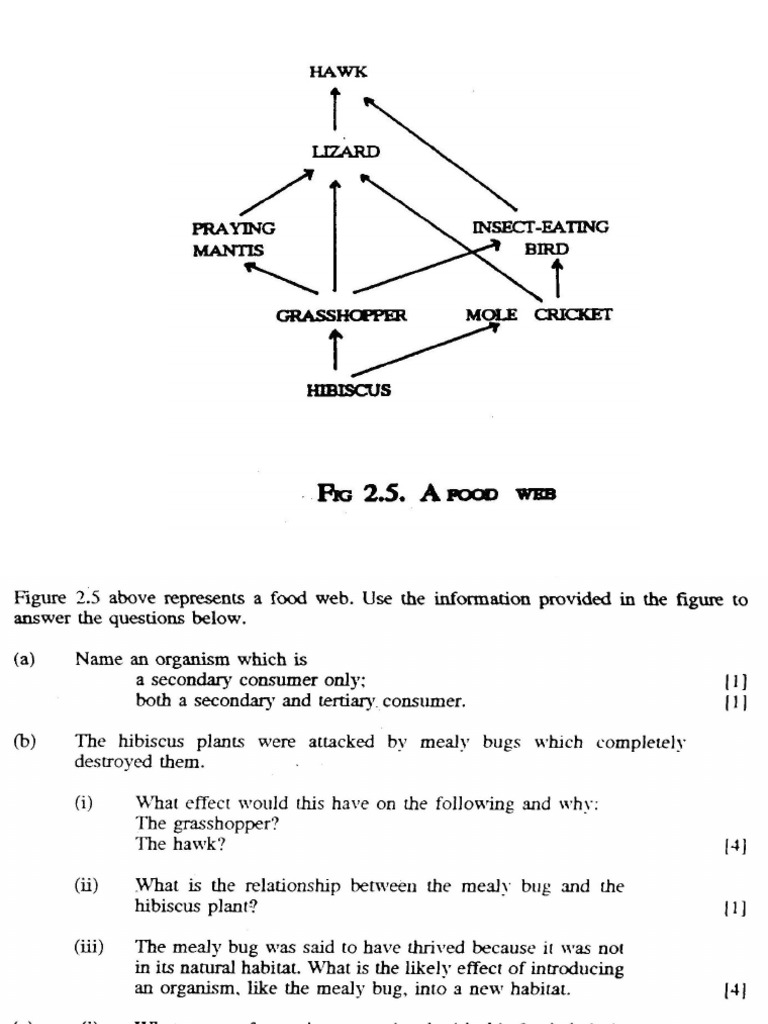Food Web Quiz | PDF