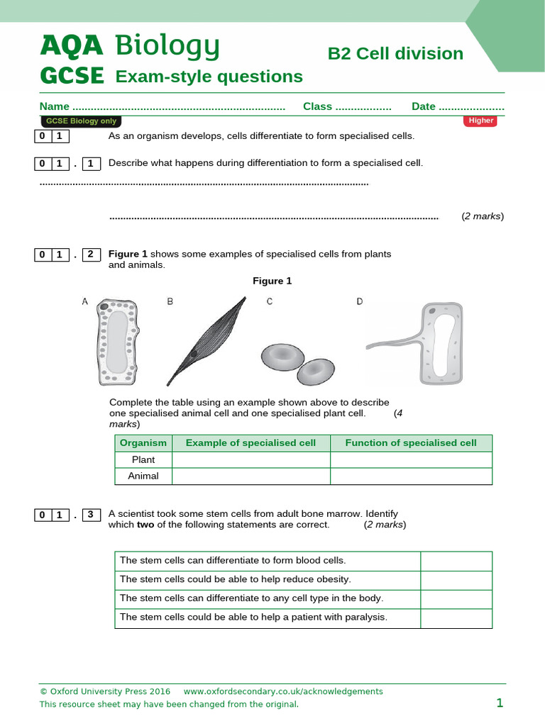 B2 Cell Division Exam Questions Guide | PDF | Stem Cell | Embryo
