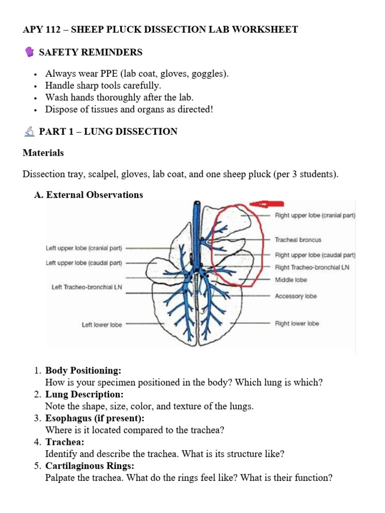 Sheep Pluck Dissection Lab Guide | PDF | Heart Valve | Atrium (Heart)