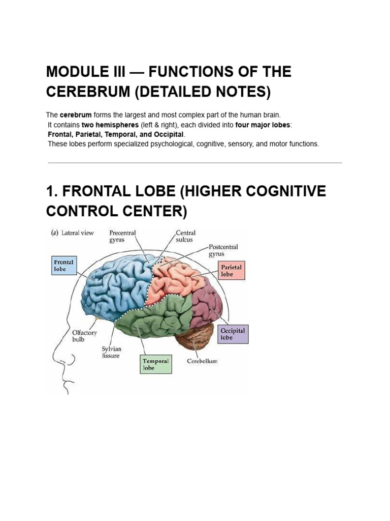 Functions of the Cerebrum Explained | PDF | Visual Cortex | Parietal Lobe