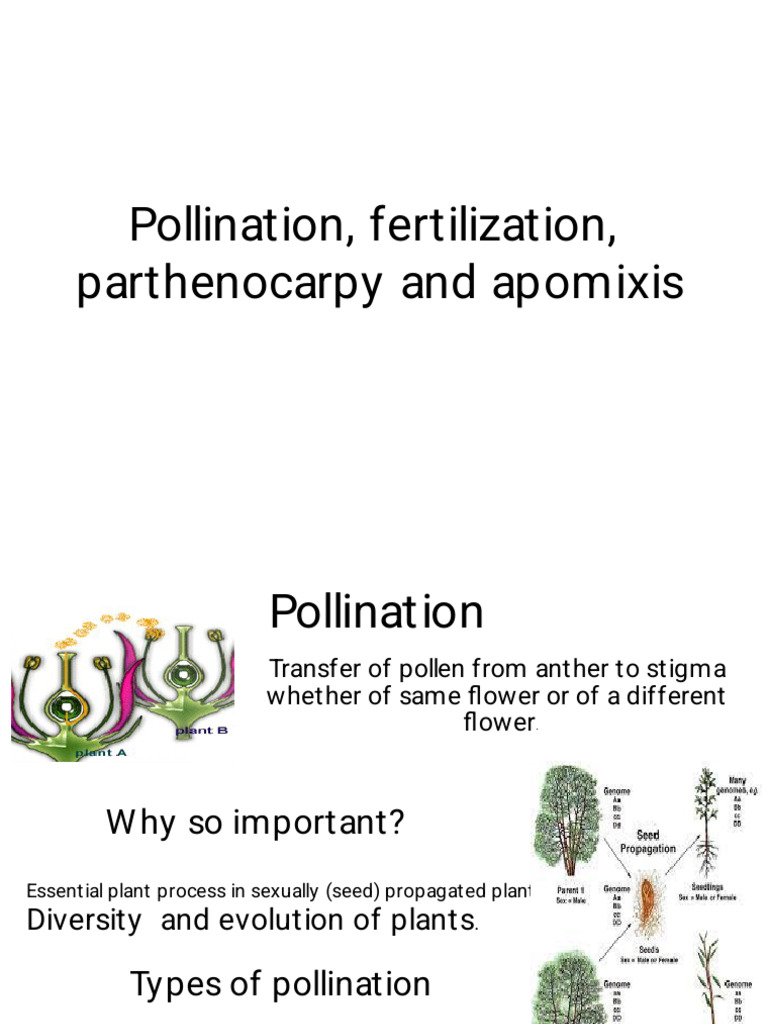 Understanding Pollination and Fertilization | PDF | Fertilisation | Fruit