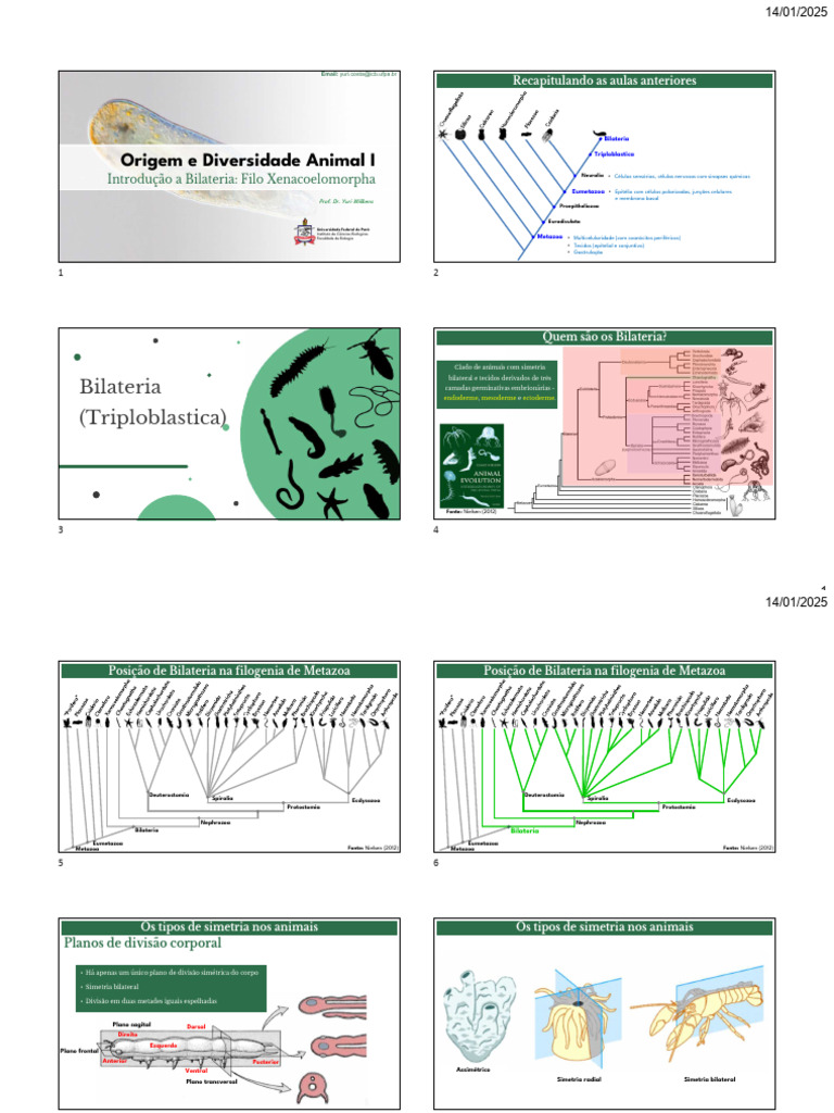 Aula 06 - Bilateria e Xenacoelomorpha (Origem e Div. Animal I) | PDF ...