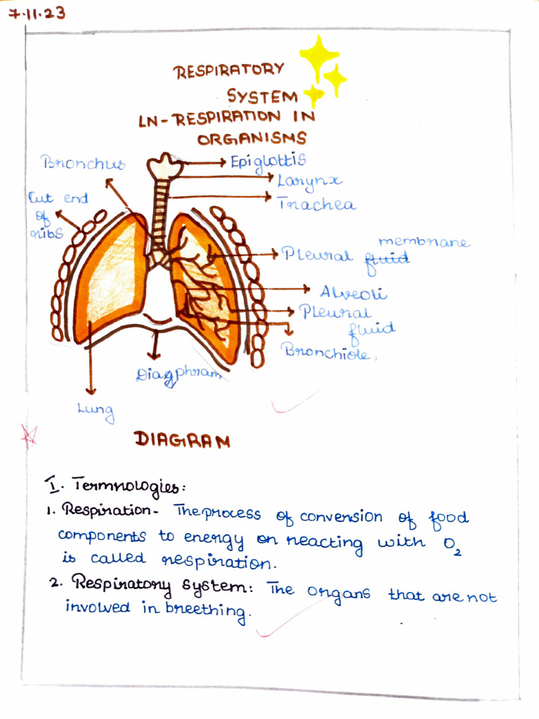 Adobe Scan 15 Nov 2023 | PDF | Breathing | Respiratory System