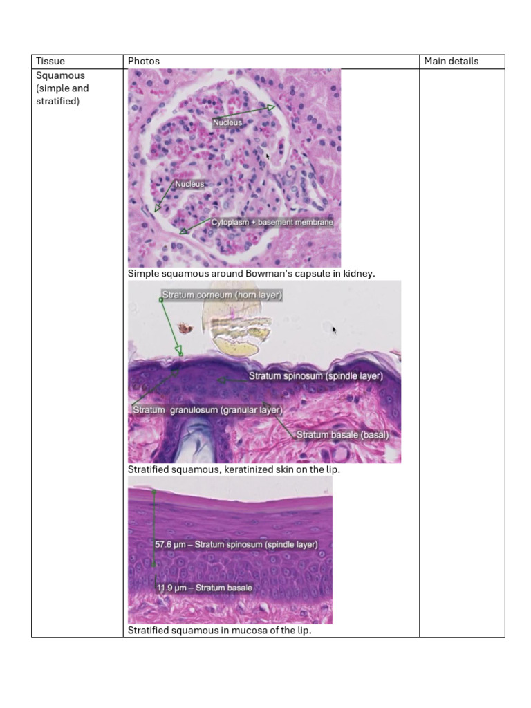 Tissues in histology | PDF | Epithelium | Connective Tissue