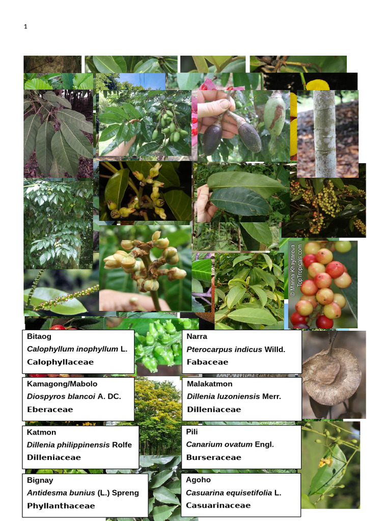 Philippine Native Treees | PDF