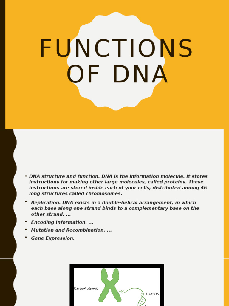 Functions of DNA | PDF