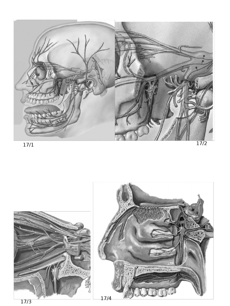 Praktika 16 - Nervi Trigemin Dhe Ganglionet e Tij | PDF