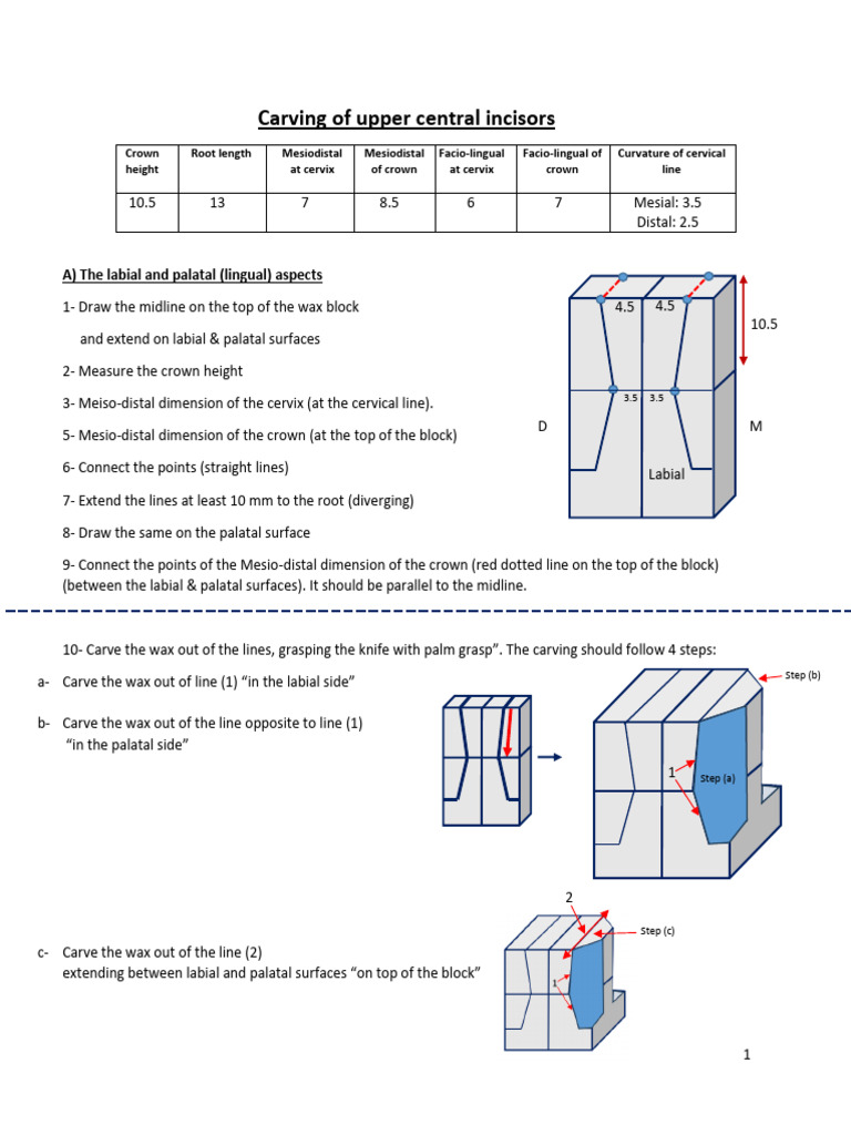 Incisor Wax Carving Techniques Guide | PDF | Dental Anatomy | Tooth