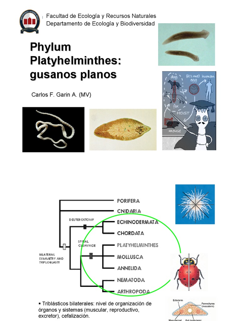 Platelmintos | Protostomados | Enfermedades de animales