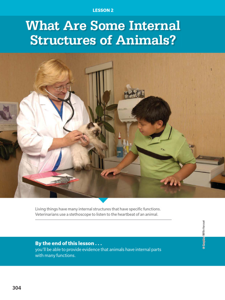 Understanding Animal Internal Structures | PDF | Respiratory System | Lung
