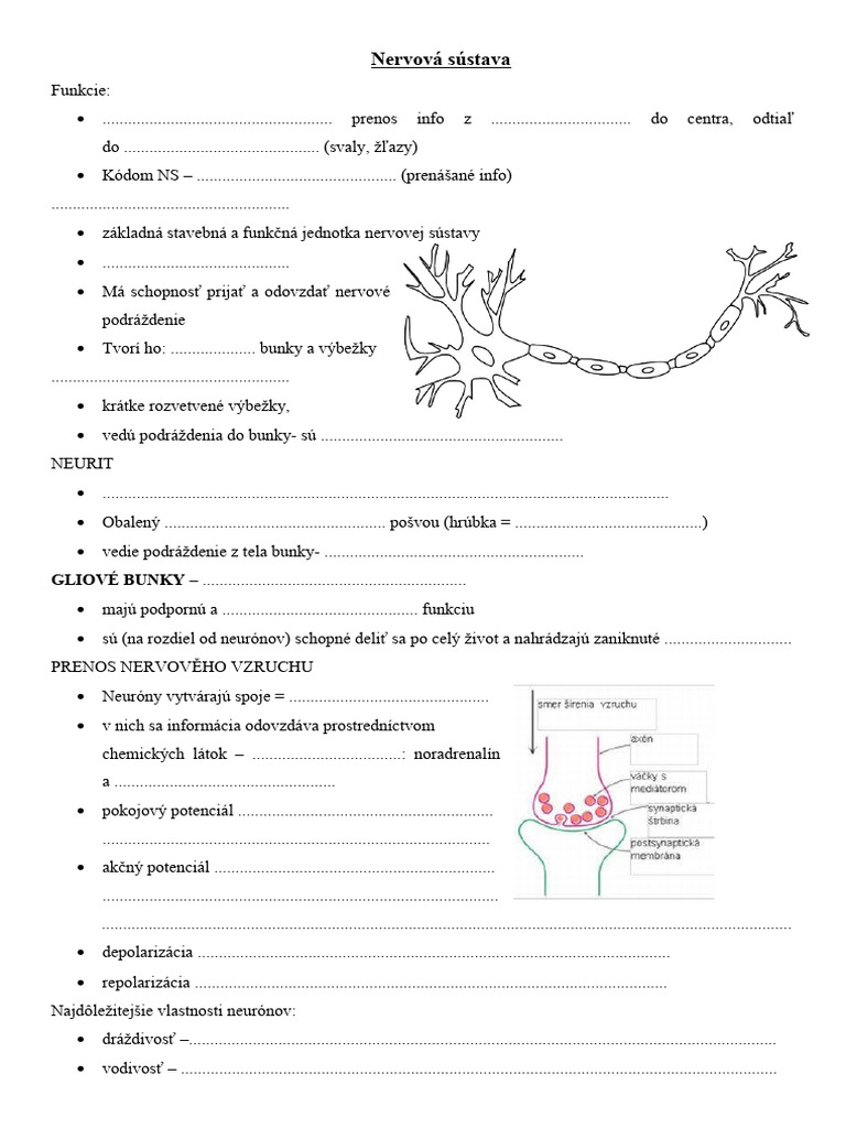 Nervová Sústava PL2 | PDF