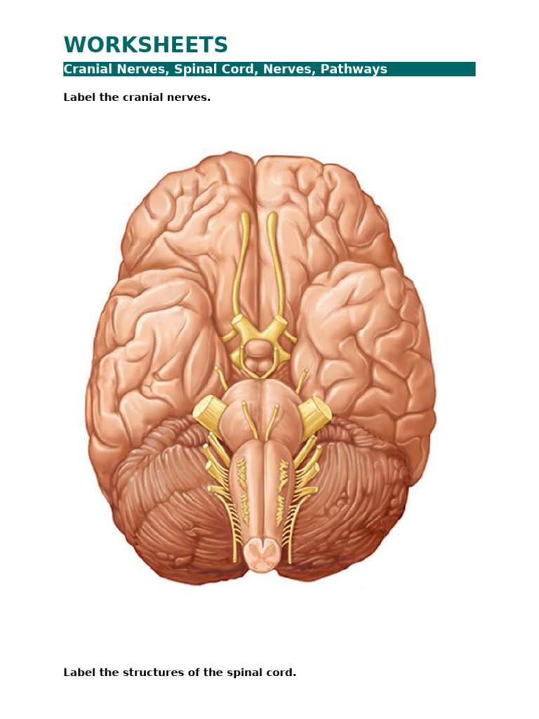Cranial Nerves and Spinal Cord Worksheets | PDF