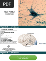 Anatomie du Corps Géniculé Latéral | PDF | Système visuel | Vision