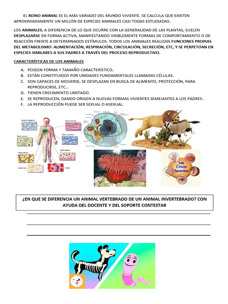 Características y Clasificación de Animales | PDF | Invertebrado ...
