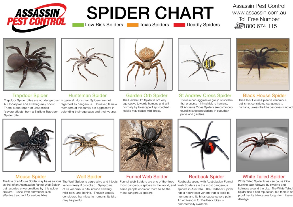 Dangerous Spiders in Australia Chart | PDF