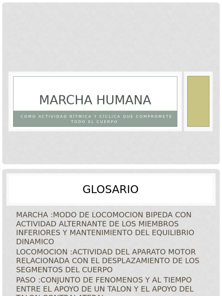 Análisis del Ciclo de la Marcha Humana | PDF | Tobillo | Pie