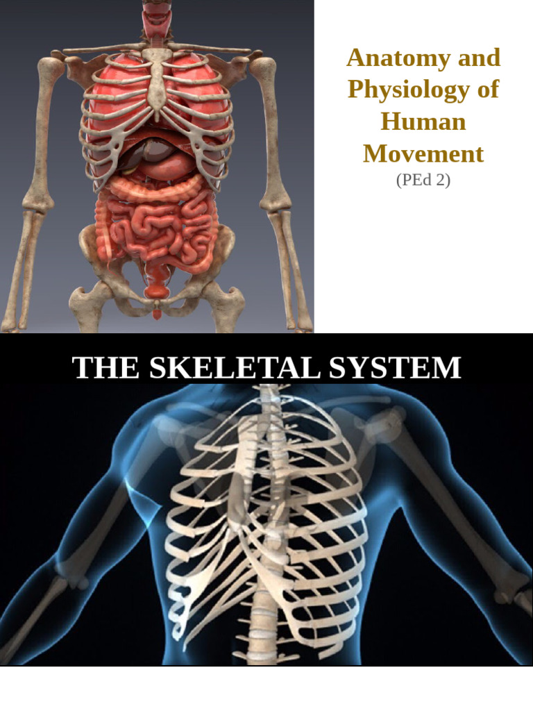 Human Skeletal System Overview | PDF | Bone | Skeleton