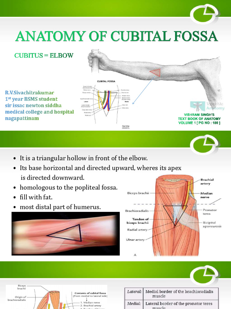 Anatomy of the Cubital Fossa | PDF