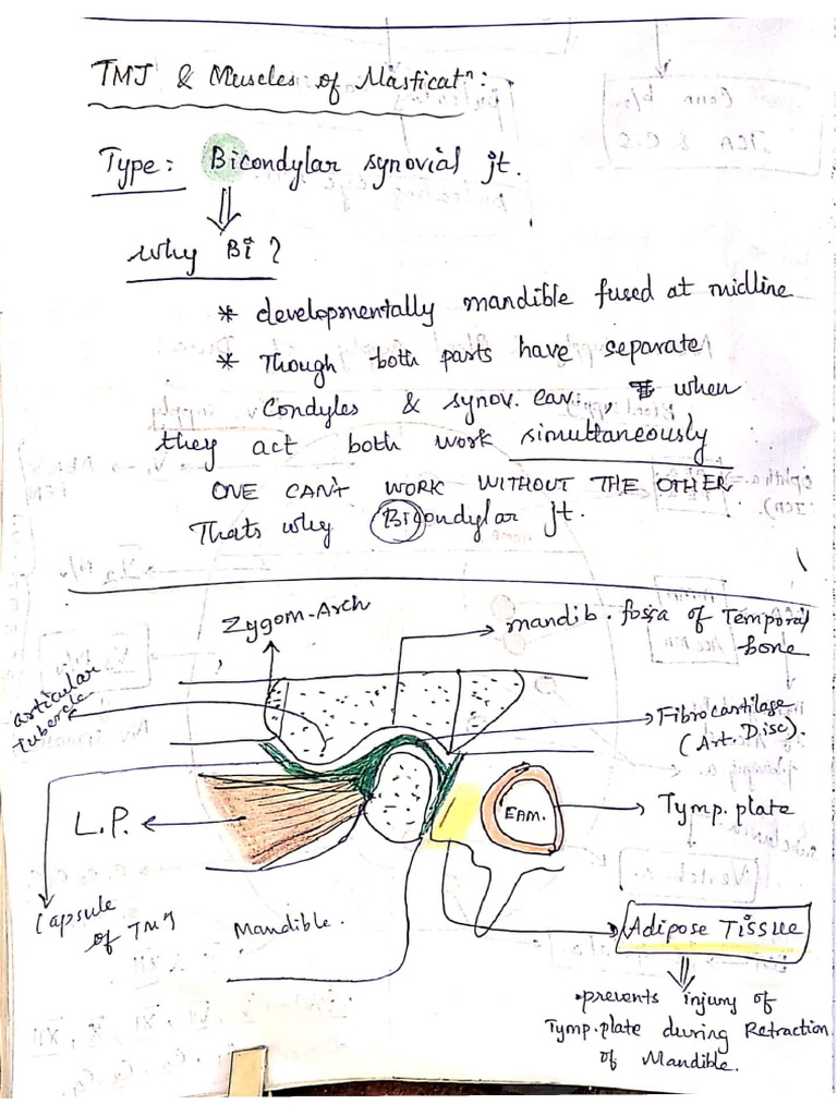 TMJ Temporo Mandibular Joint | PDF