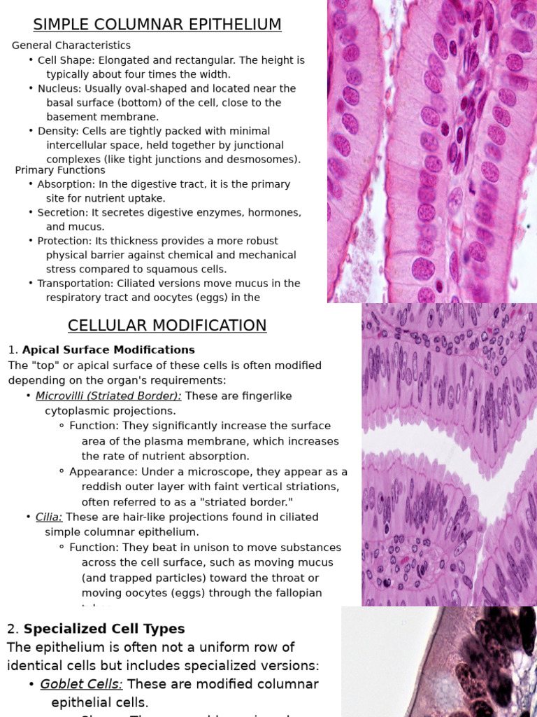 Characteristics of Simple Columnar Epithelium | PDF | Epithelium ...