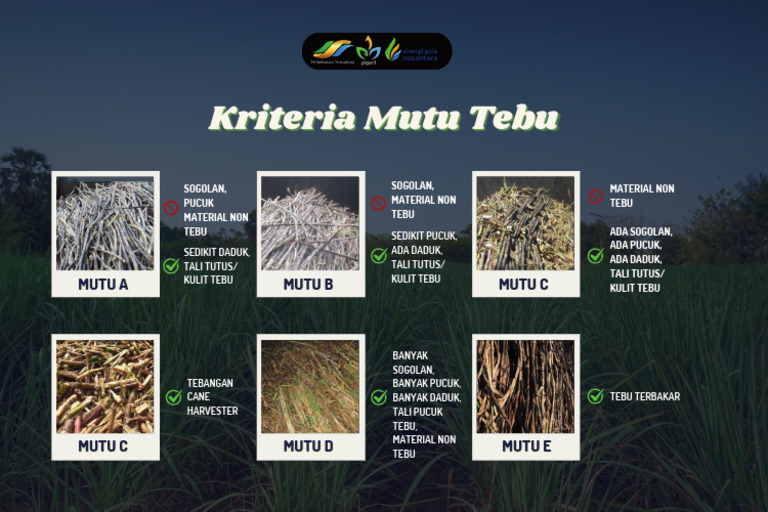 Kriteria Mutu Tebu dan Material Non Tebu | PDF