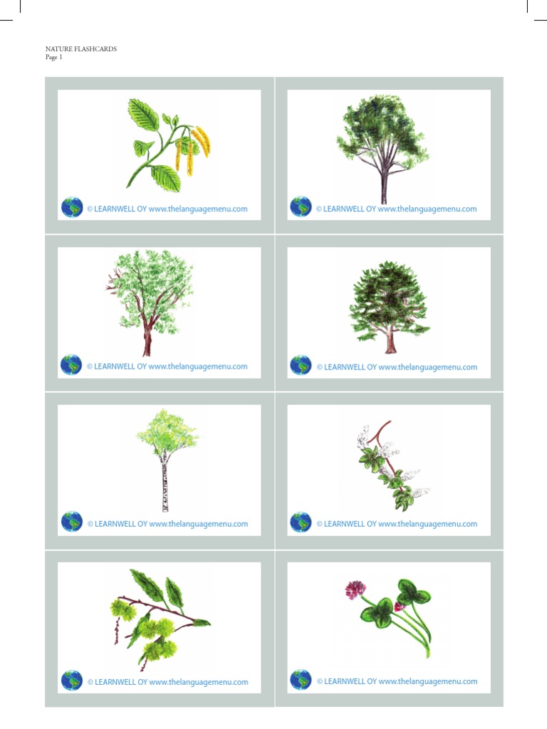 Nature LW Flashcards | PDF | Horticulture And Gardening | Plants