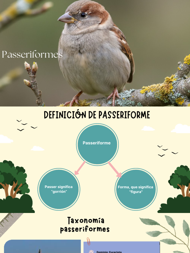 Passeriformes | PDF | Aves | Ornitología