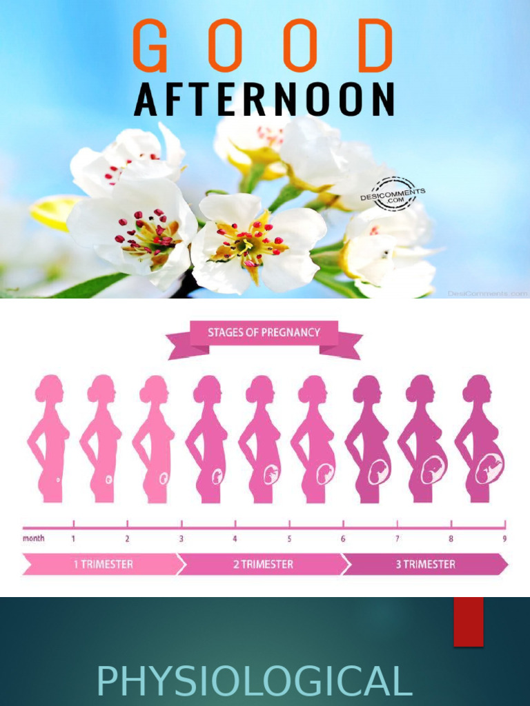 physiological changes during pregnancyReproductive System Uterus ...