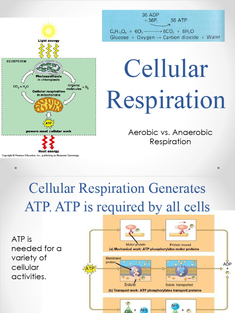 Cellular Respiration and Circulation | PDF | Cellular Respiration ...