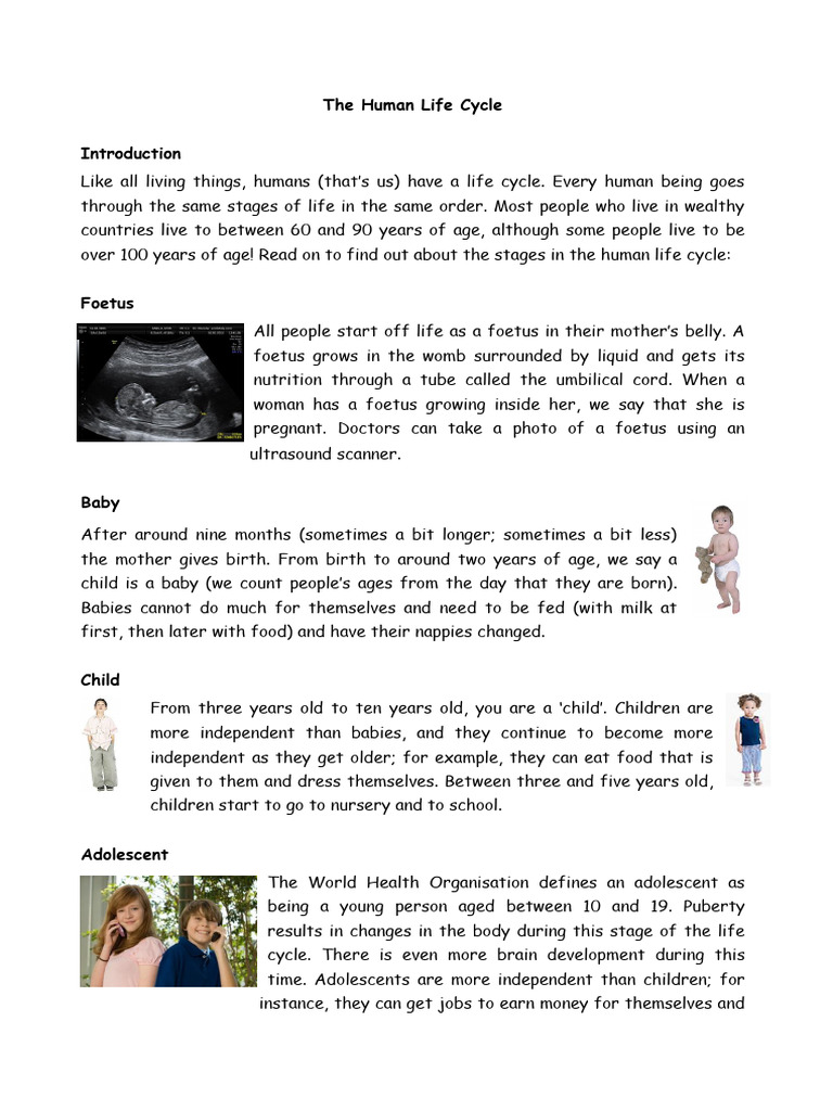 Stages of the Human Life Cycle | PDF | Adults | Adolescence