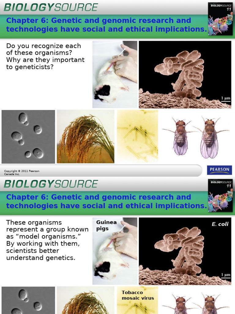 Genetic Research and Ethical Implications | PDF | Dna | Dna Sequencing