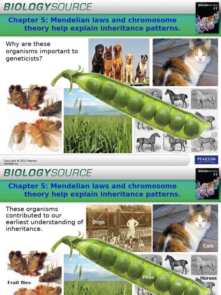 Mendelian Inheritance and Genetics Basics | PDF | Dominance (Genetics ...