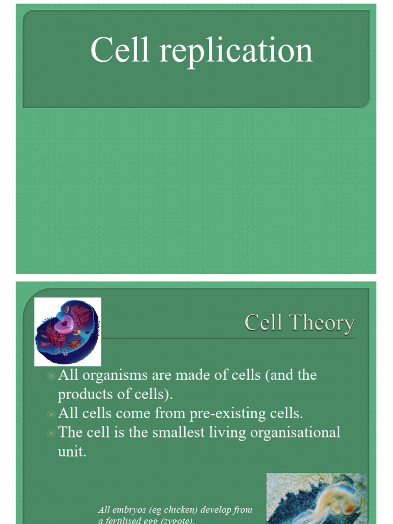Cell Replication | PDF | Chromosome | Mitosis