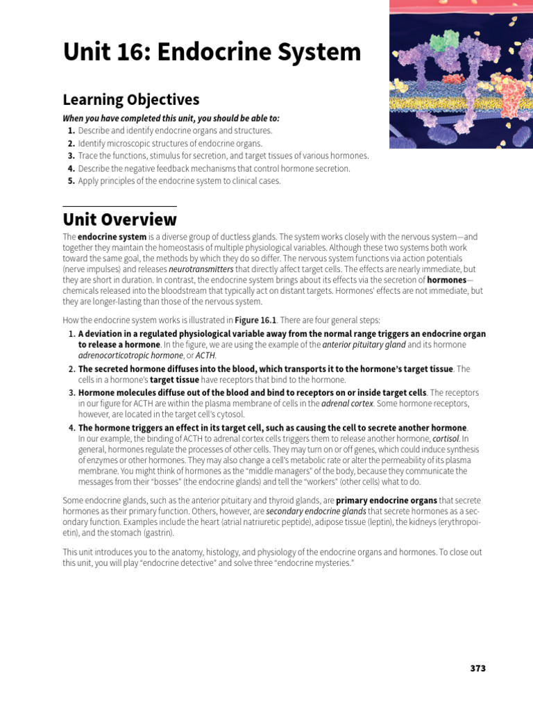 Endocrine System Overview and Functions | PDF | Endocrine System ...