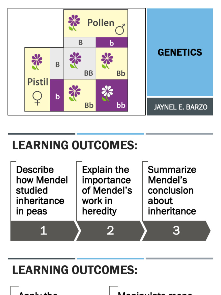 Mendelian-Genetics | PDF | Dominance (Genetics) | Genotype