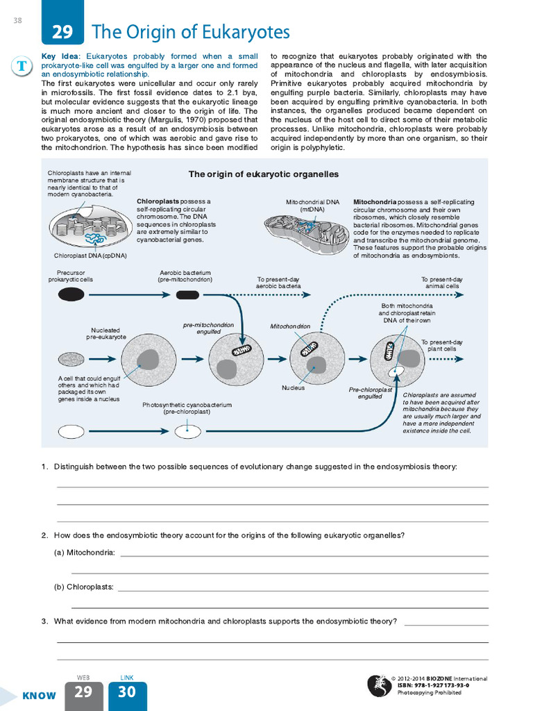 Endosymbiotic Theory Explained | PDF | Eukaryotes | Chloroplast