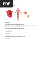 Overview of the Circulatory System | PDF | Blood Vessel | Heart