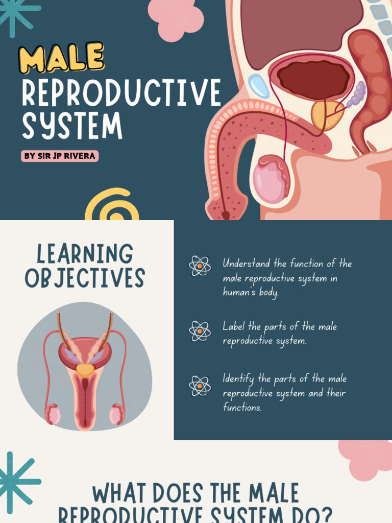 Male Reproductive System Overview | PDF | Testicle | Reproductive System