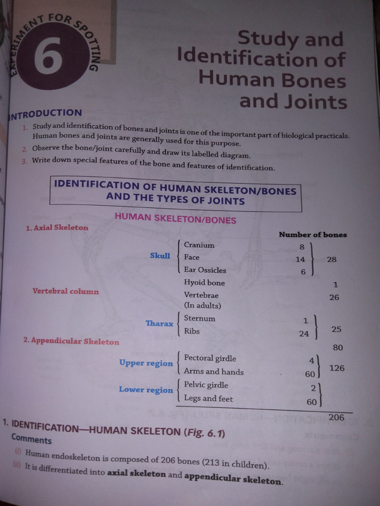 Human Bones and Joints | PDF